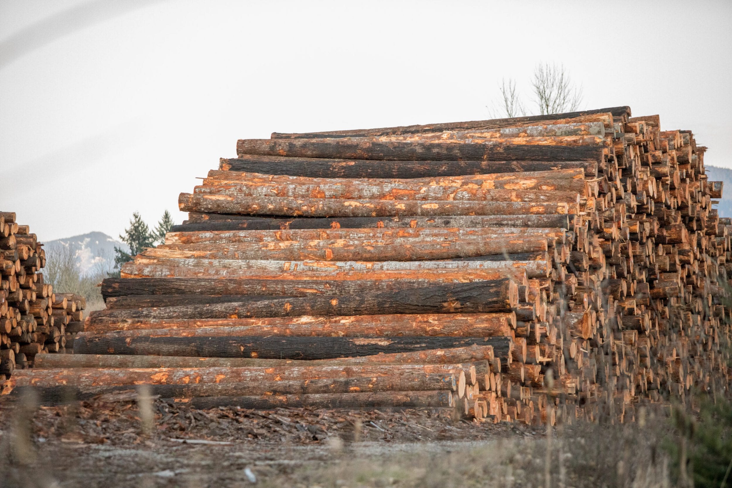 Freres Lumber August Market Update: Plywood Sales Drought - Freres ...