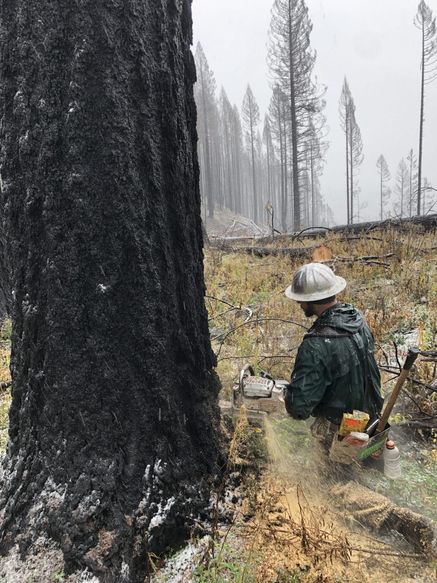 Timber Update: Salvage Timber and Regulations | Freres Engineered Wood