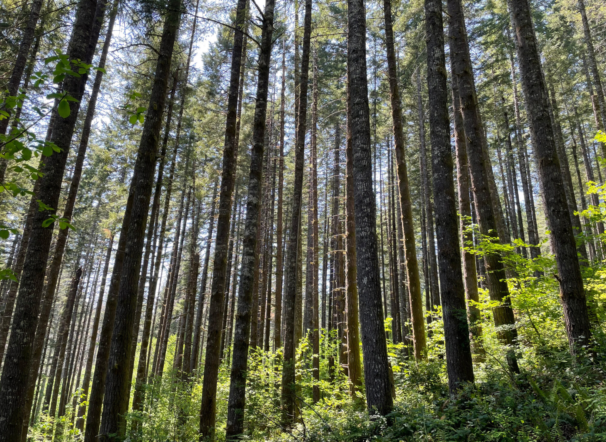 Timber Buying - Freres Engineered Wood
