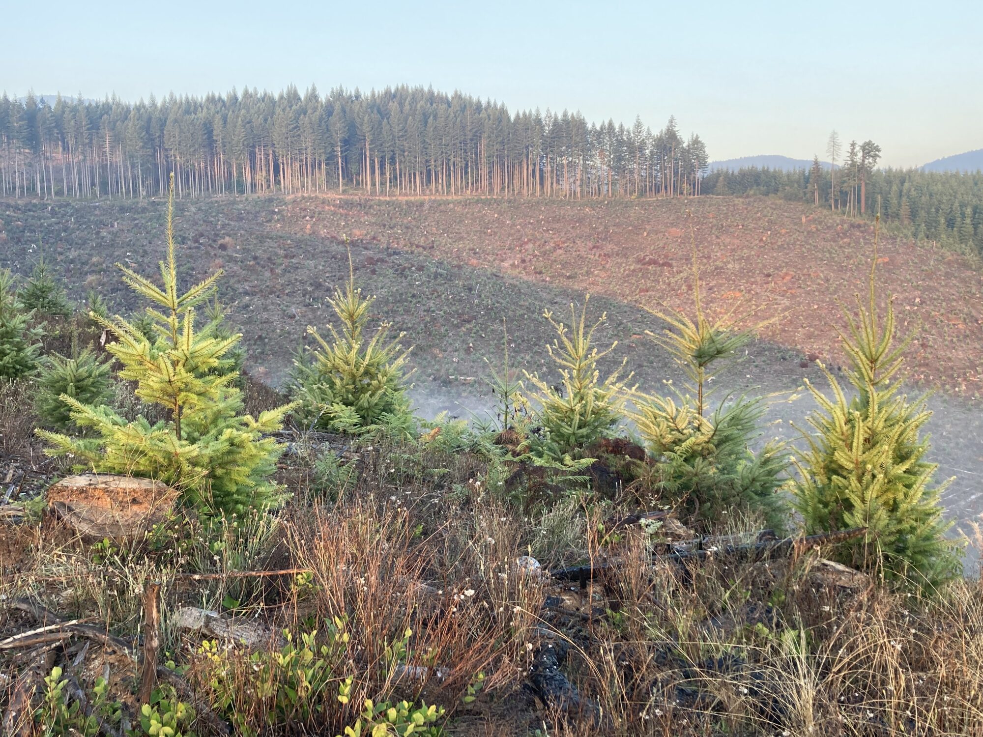 Oregon Wildfire Season Update: Autumn Rains Have Arrived! - Freres ...