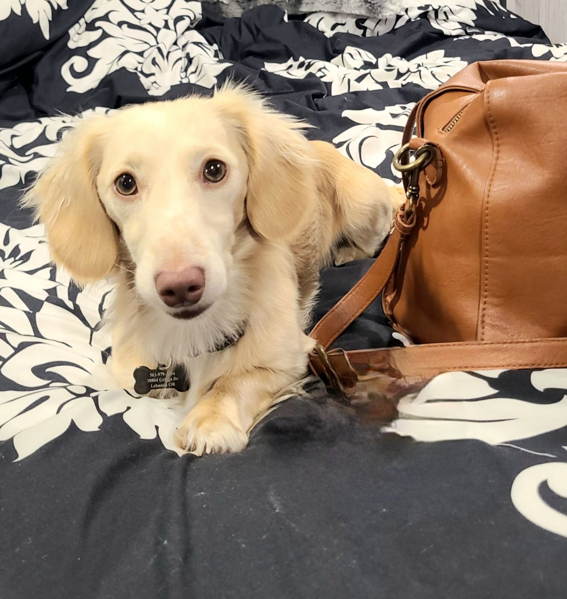 Dog Days of Summer 2025: Freres Best Pup Photos